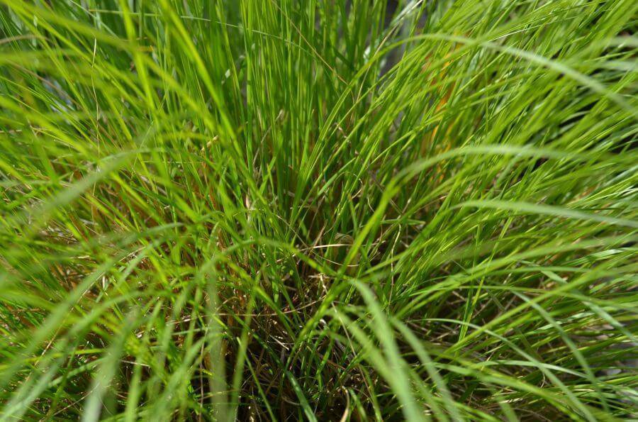 Choosing Ornamental Grass For Landscaping | Wright Outdoor