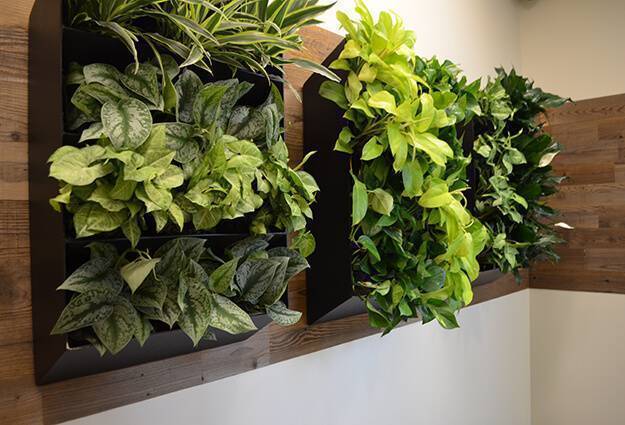 Plant Portraits & Living Walls | Wright Outdoor Solutions
