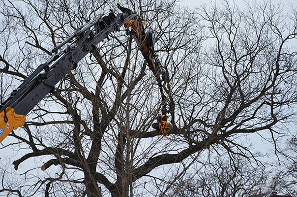 New Tree Removal Technology | Wright Outdoor Solutions