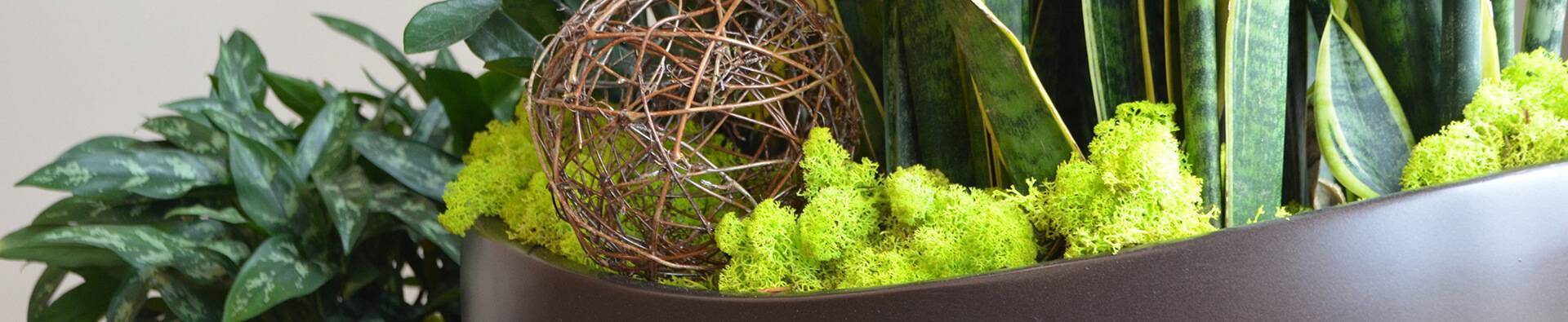 Plant Rentals For Weddings & Events | IA & NE | Wright Outdoor