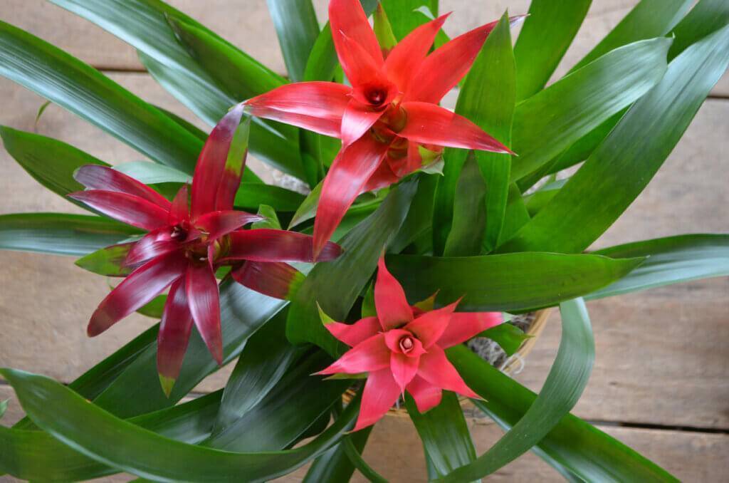 6 Indoor Plant Design Trends For Your Office | Wright Outdoor