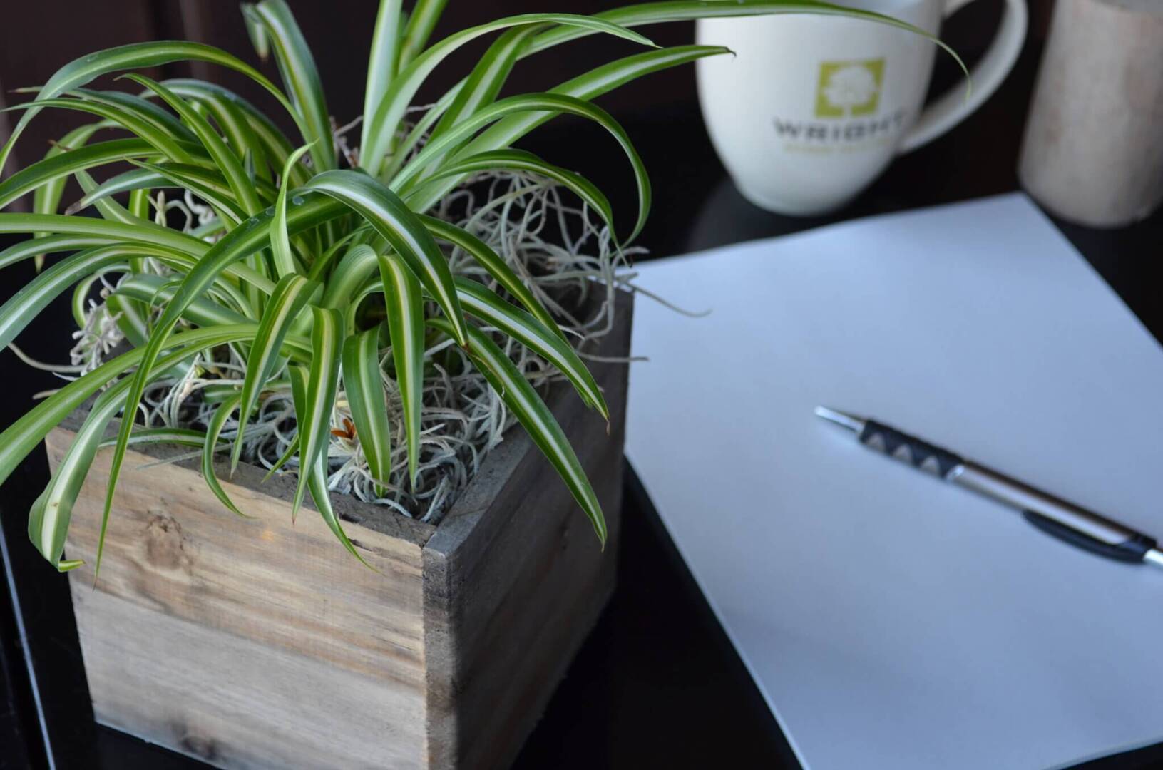 6 Indoor Plant Design Trends For Your Office | Wright Outdoor